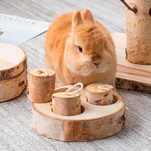 Jouet pour lapin interactif - Objet pour Lapin - Boutique - Mon lapin Nain