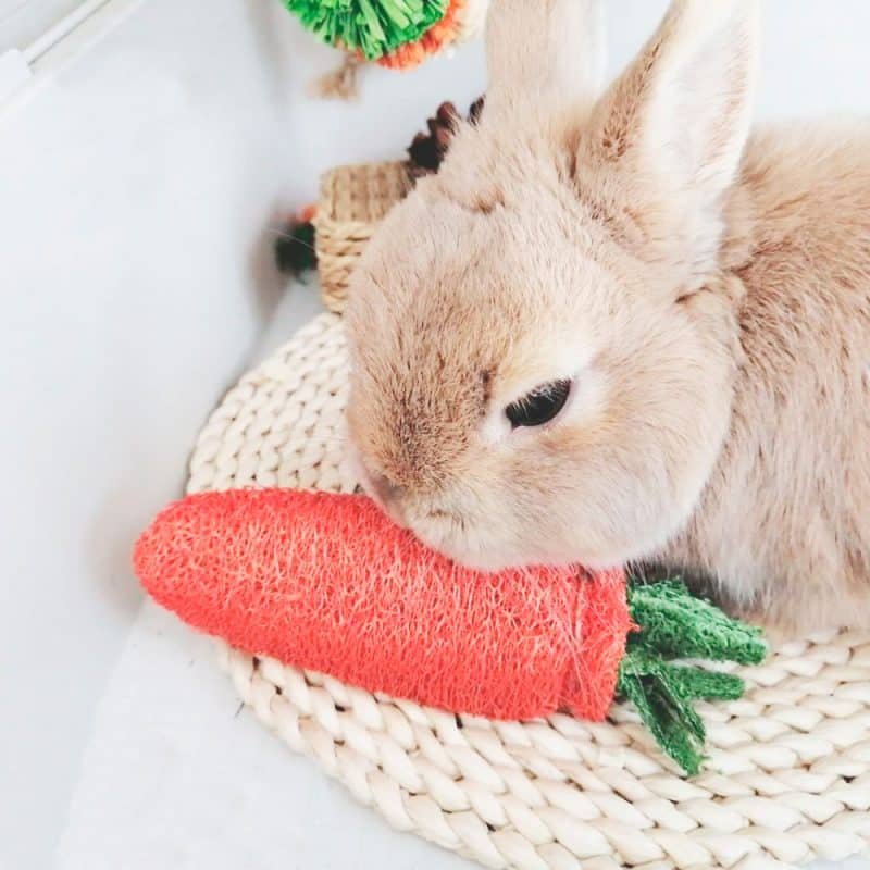 Comment jouer avec mon lapin : conseils et idées de jeux - Mon lapin Nain
