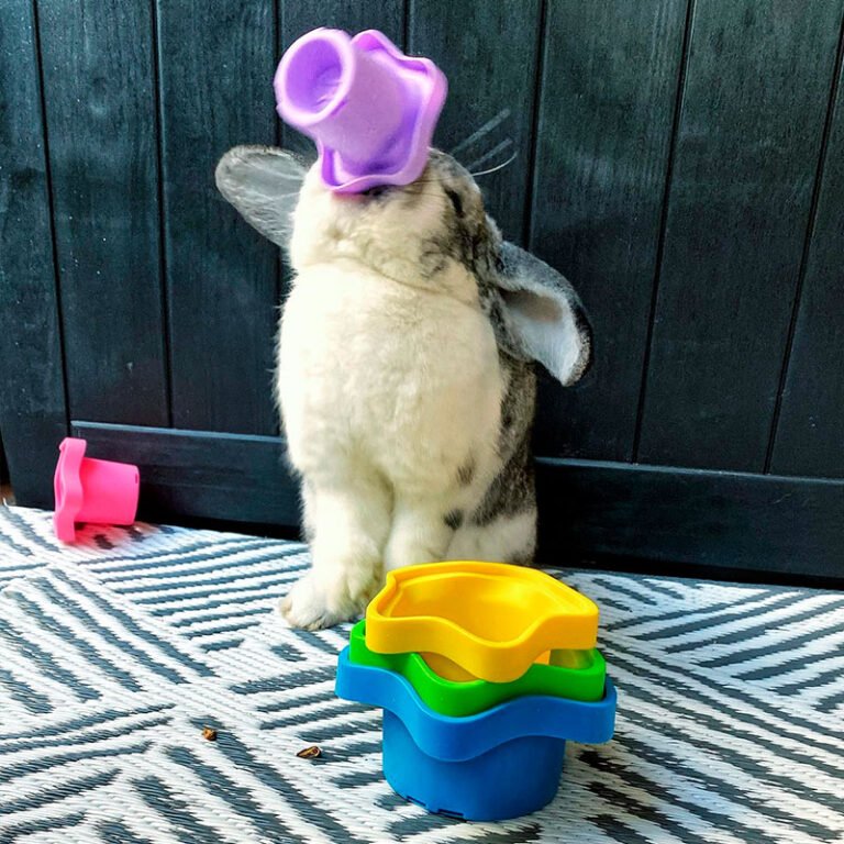 Comment jouer avec mon lapin : conseils et idées de jeux - Mon lapin Nain