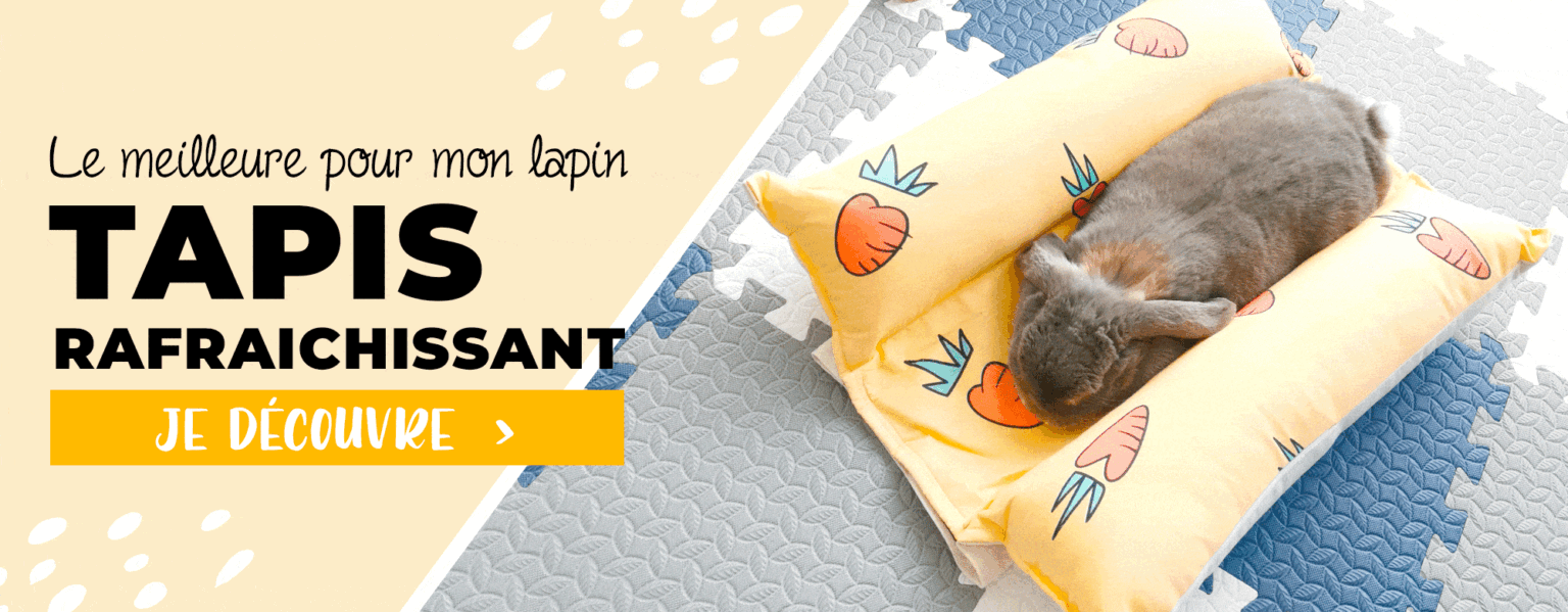 Comment rafraîchir son lapin cet été - Canicule - Mon lapin Nain