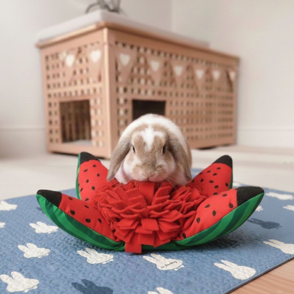 Cadeau lapin : notre guide pour lui faire plaisir 🎁